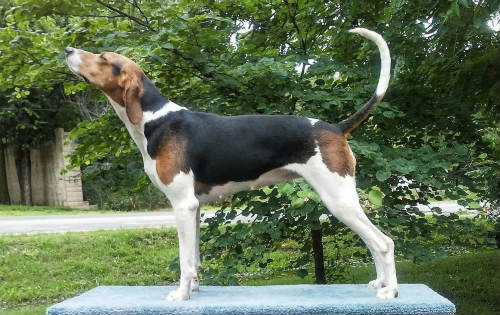 What Is A Treeing Walker Coonhound